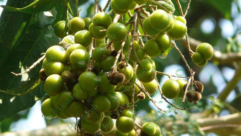 The natural cleansing qualities of Reetha Fruit